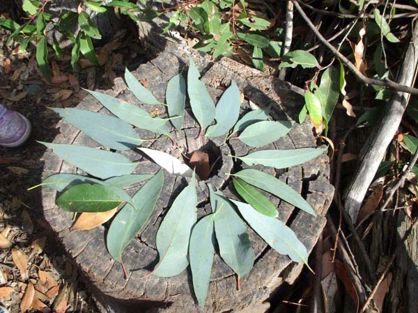 Springwood & District Preschool Kindergarten | New website in development